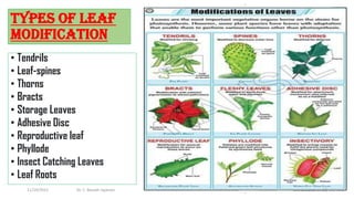 Plant morphology leaf-converted | PDF