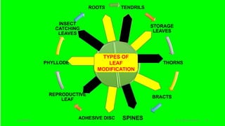 Plant morphology leaf-converted | PDF
