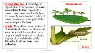 Plant morphology leaf-converted | PDF