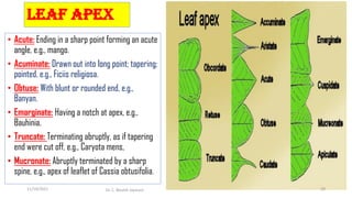 Plant morphology leaf-converted | PDF