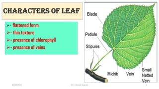 Plant morphology leaf-converted | PDF