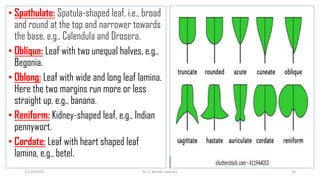 Plant morphology leaf-converted | PDF