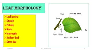 Plant morphology leaf-converted | PDF
