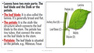 Plant morphology leaf-converted | PDF
