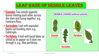 Plant morphology leaf-converted | PDF