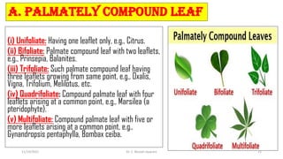 Unifoliate Palmately Compound Leaf
