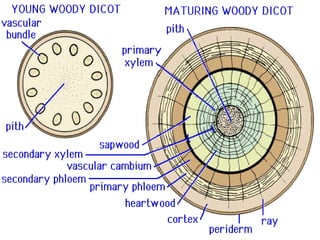 Woody Dicot Root