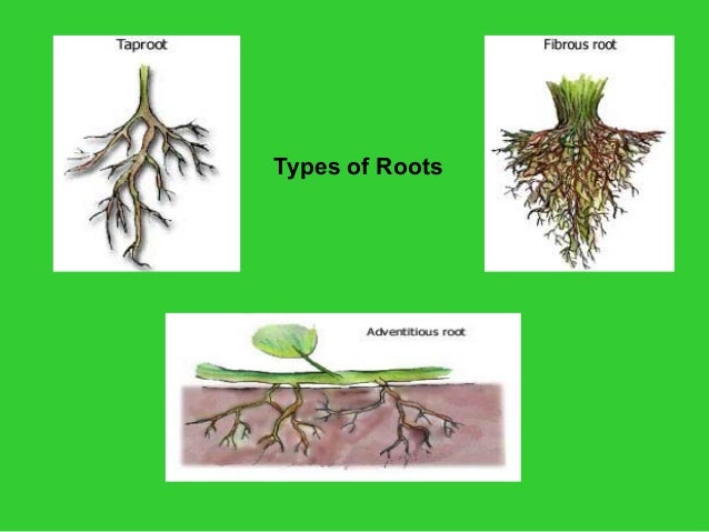 Plant morphology