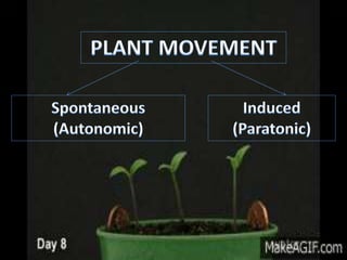 Plant movement | PPT