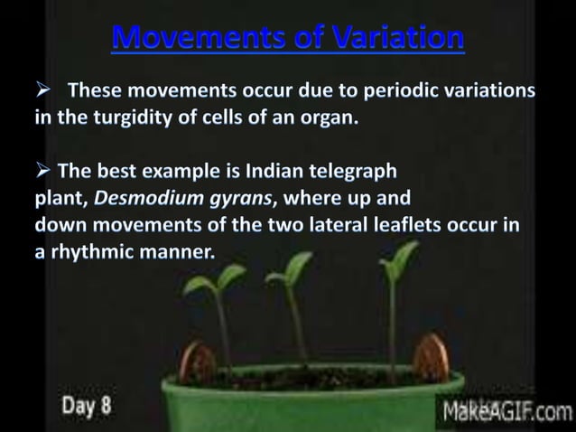 Plant movement | PPTX