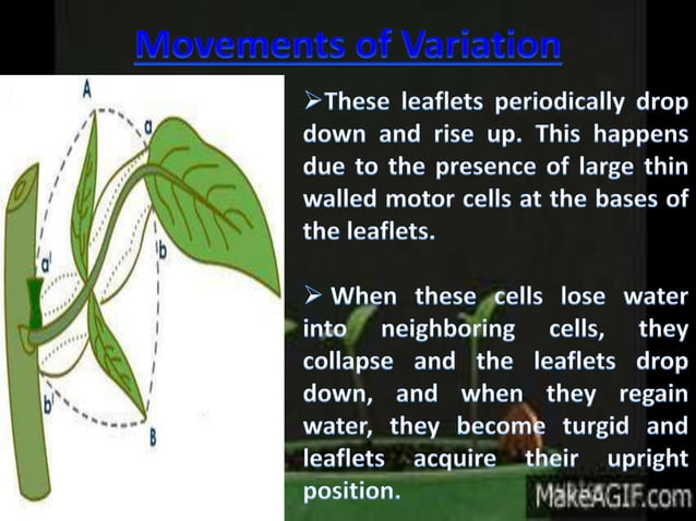 Plant movement | PPTX
