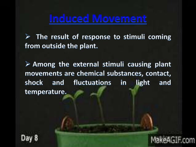 Plant movement | PPTX