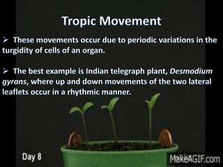 Plant movement | PPT