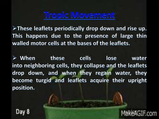 Plant movement | PPTX