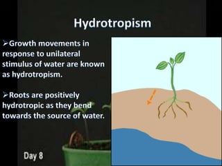 Plant movement | PPT