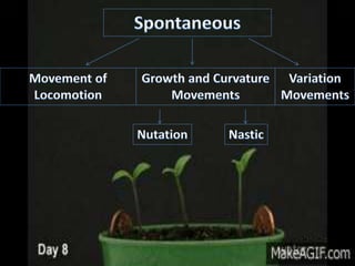 Plant movement | PPT