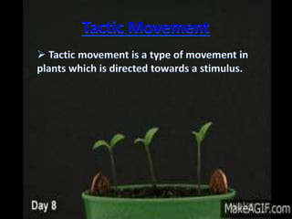 Plant movement | PPT