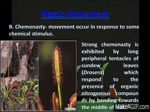 Plant movement | PPTX