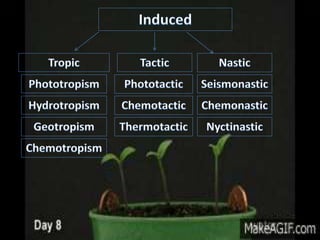 Plant movement | PPT
