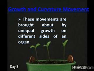 Plant movement | PPT