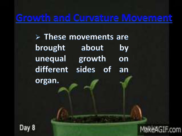 Plant movement | PPTX