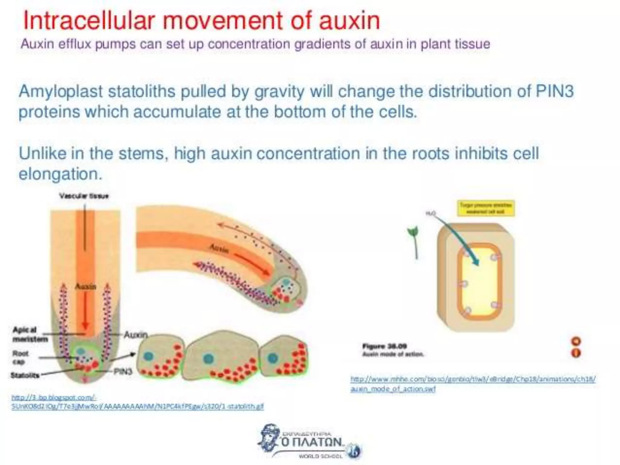 Plant movement - tropic (phototropic and geotropic) and nastic ...