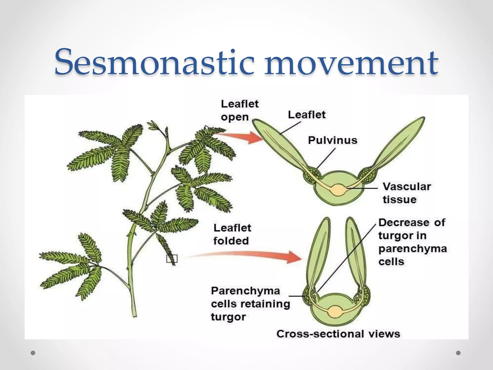 Plant movement - tropic (phototropic and geotropic) and nastic ...