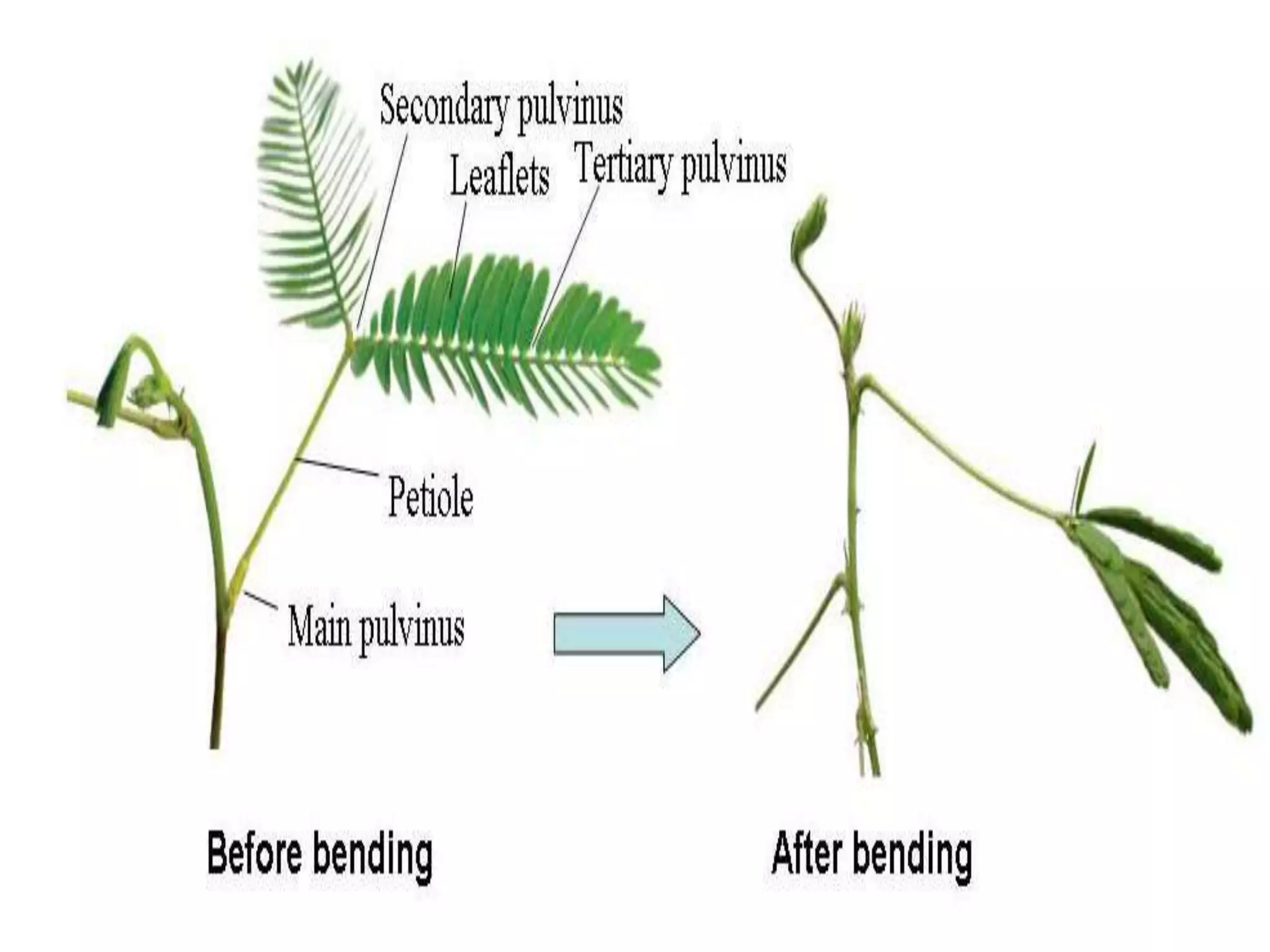 Plant movement - tropic (phototropic and geotropic) and nastic ...