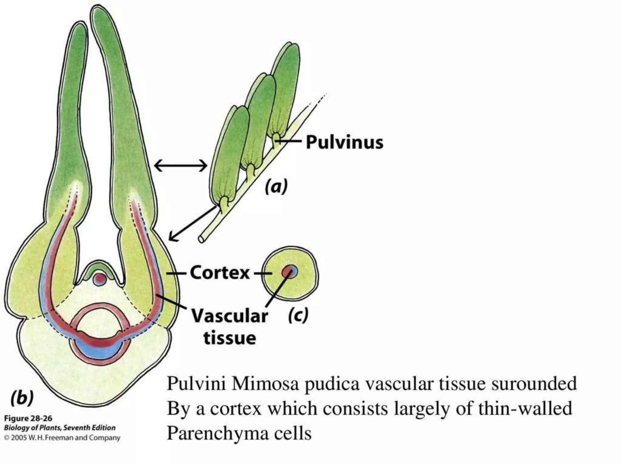 Plant movement - tropic (phototropic and geotropic) and nastic ...