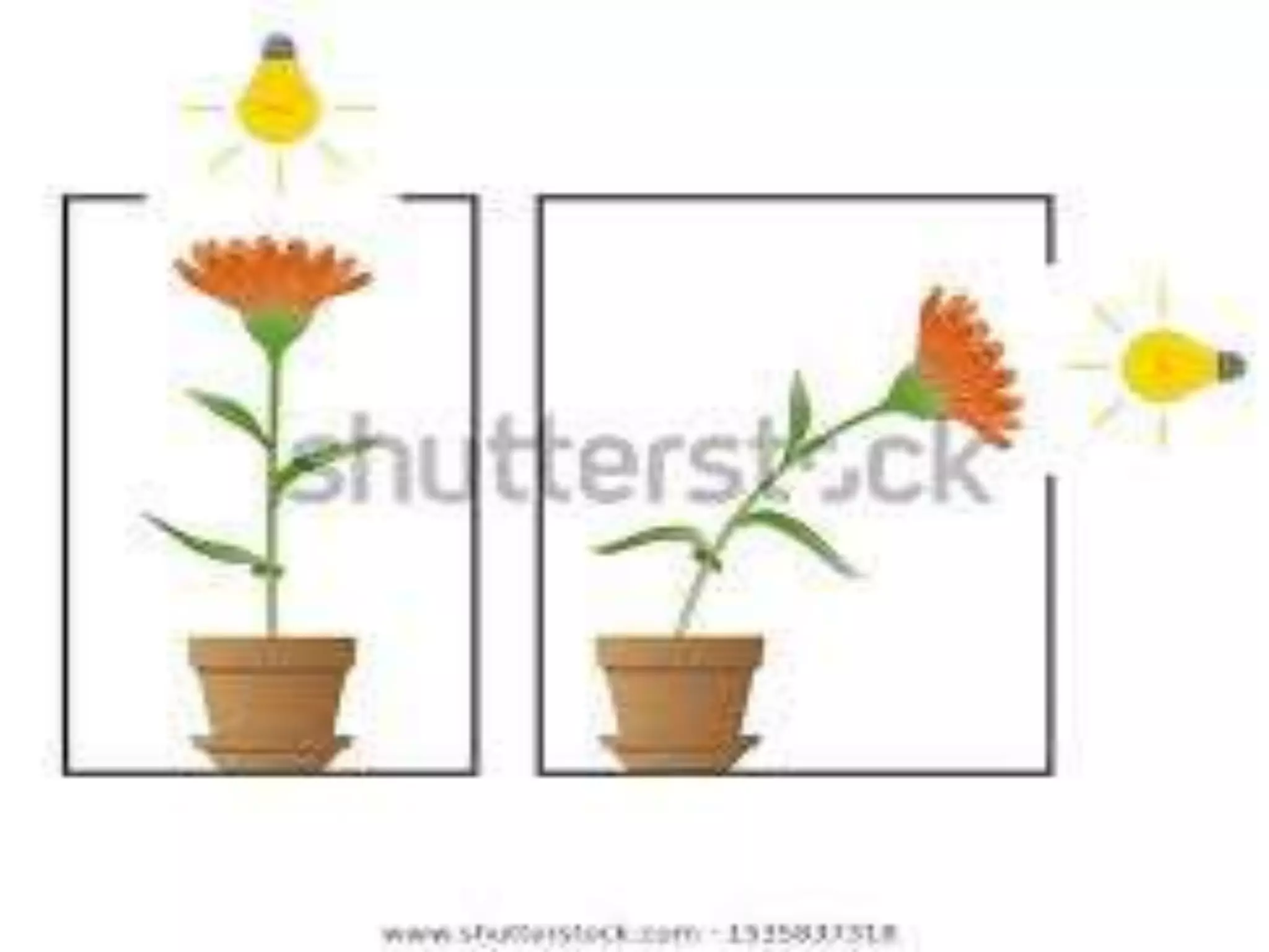 Plant movement - tropic (phototropic and geotropic) and nastic ...