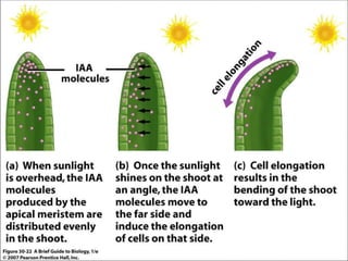 Plant movement - tropic (phototropic and geotropic) and nastic ...