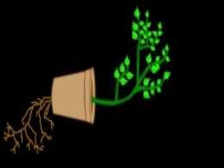 Plant movement - tropic (phototropic and geotropic) and nastic ...