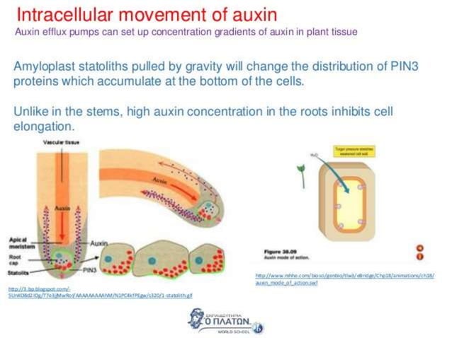 Plant movement - tropic (phototropic and geotropic) and nastic ...