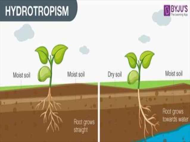 Plant movement - tropic (phototropic and geotropic) and nastic ...