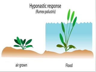 Plant movement - tropic (phototropic and geotropic) and nastic ...