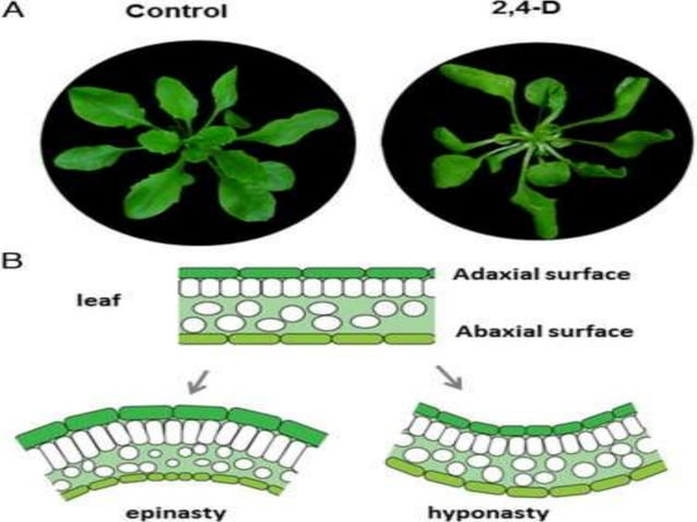 Plant movement - tropic (phototropic and geotropic) and nastic ...