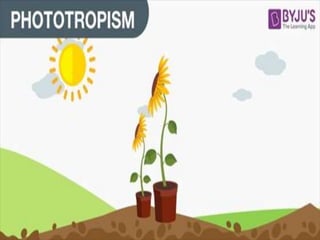 Plant movement - tropic (phototropic and geotropic) and nastic ...