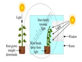 Plant movement - tropic (phototropic and geotropic) and nastic ...