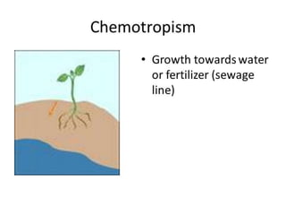 Chemotropism In Plants