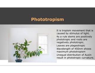 Plant movements | PDF