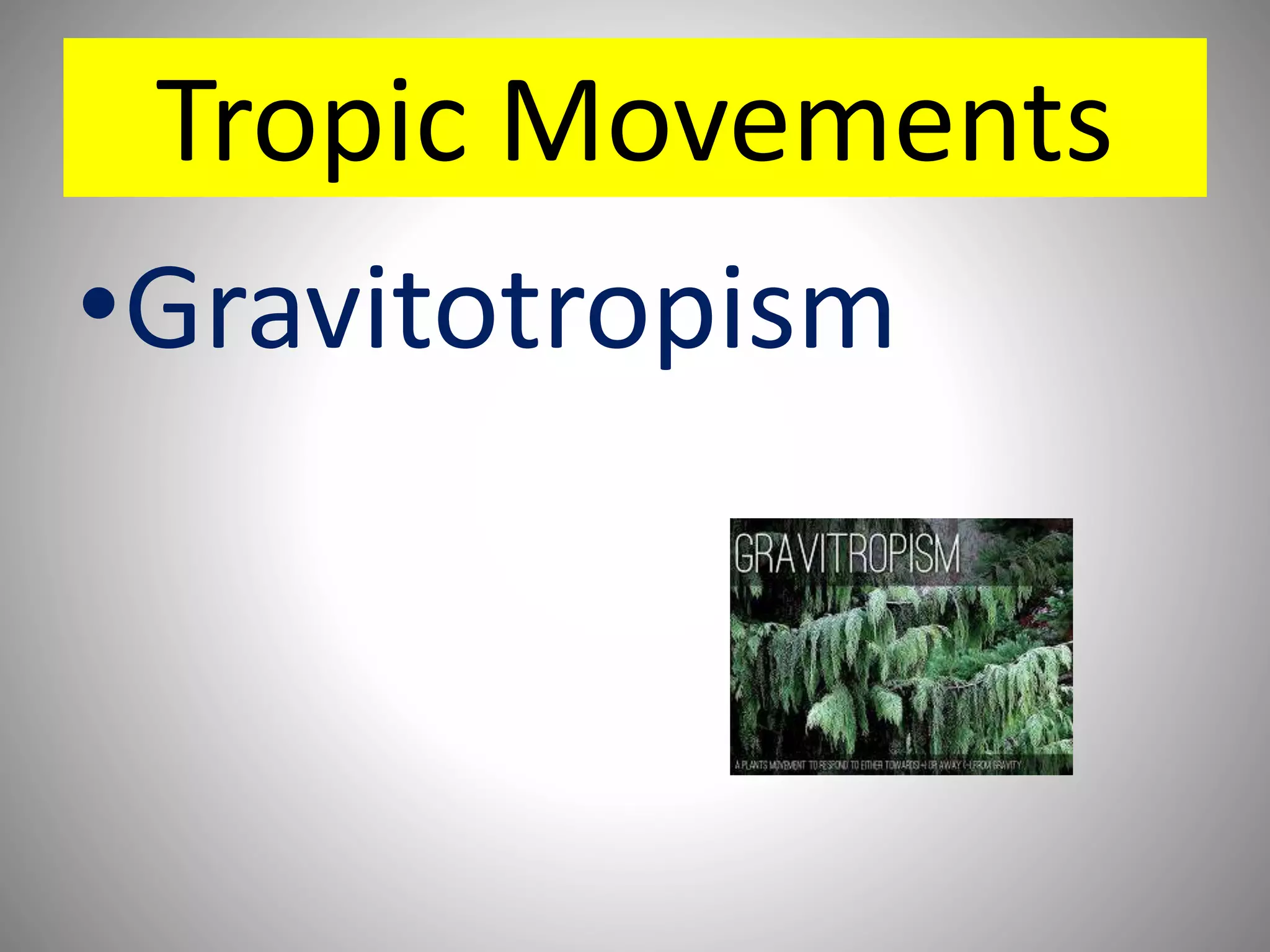 Plant movements | PPTX