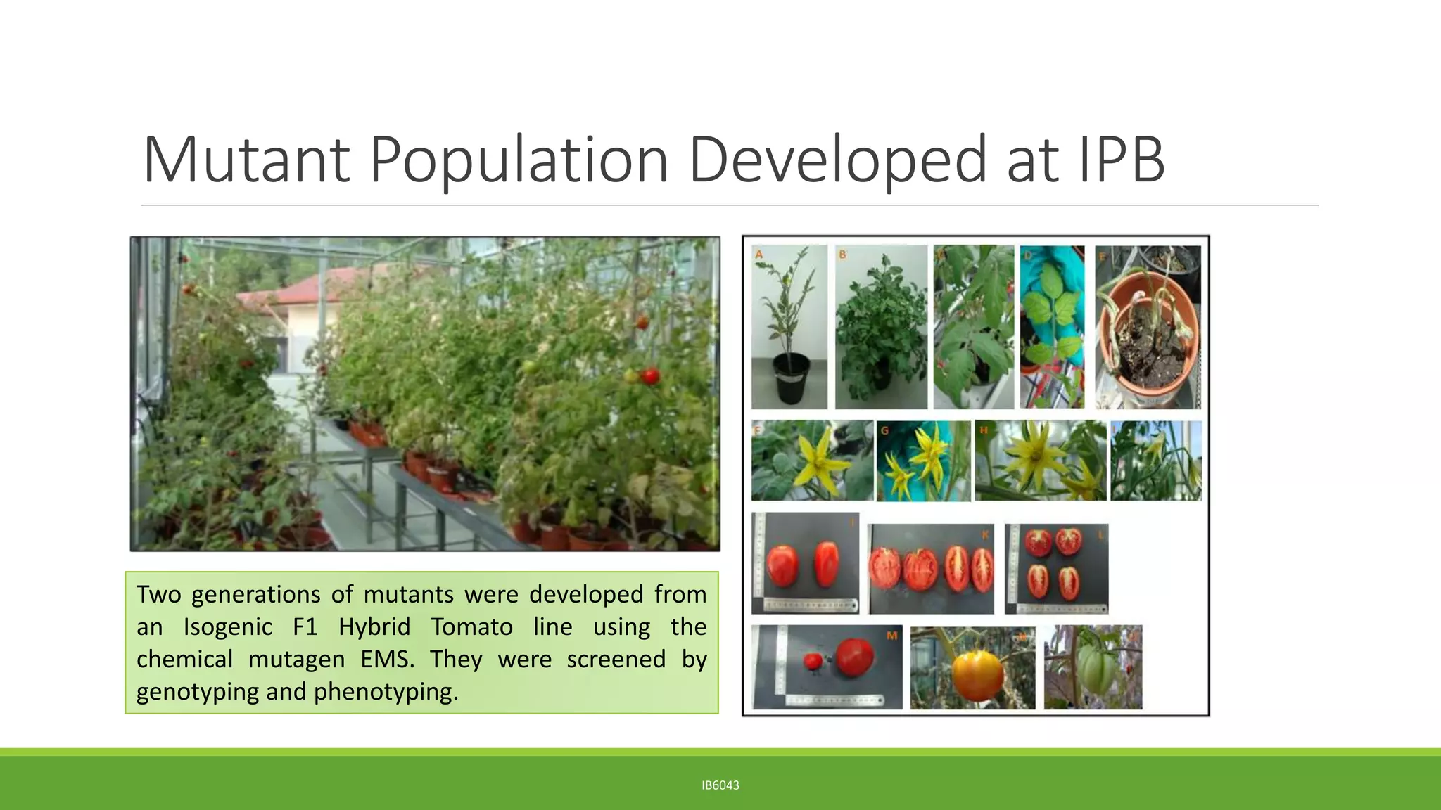 Breeding Plants using Chemical Mutagens | PPT
