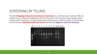 Breeding Plants using Chemical Mutagens | PPTX