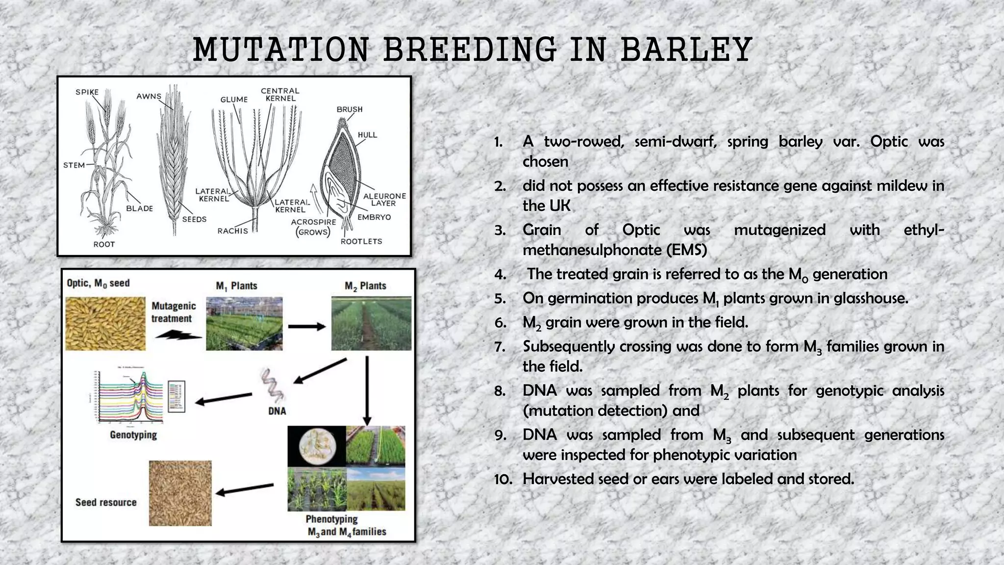 Plant mutation breeding | PPT