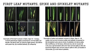 Plant mutation breeding | PPT