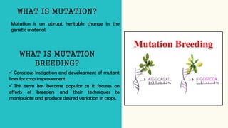 Plant mutation breeding | PPT