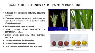 Plant mutation breeding | PPT