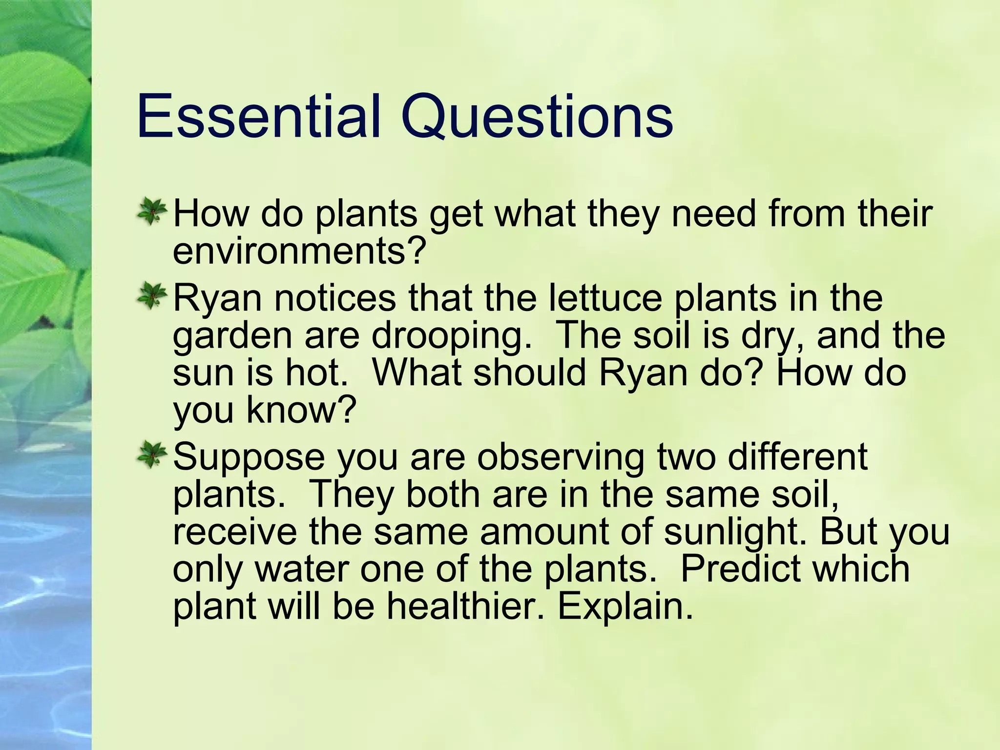 What do plants need | PPT
