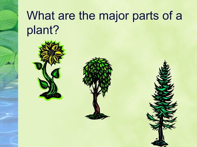 What do plants need | PPT | Gardening | Home & Garden