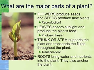 What do plants need | PPT | Gardening | Home & Garden